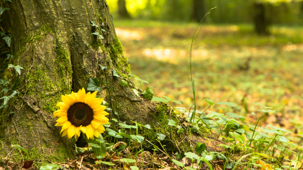 explore our work - antedote